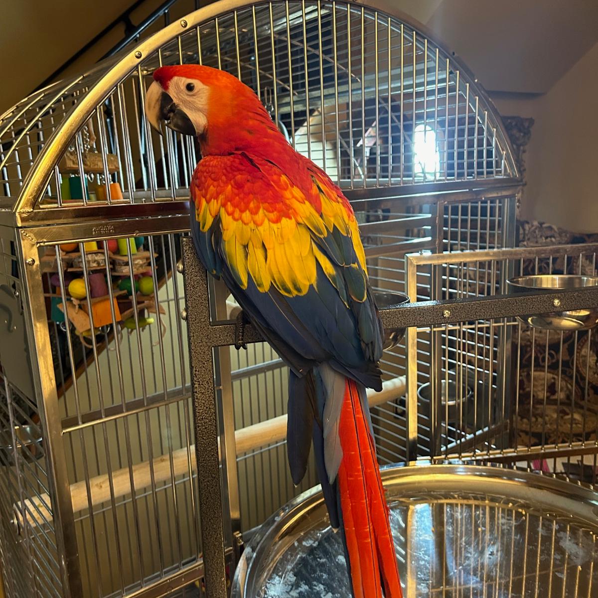 Camelot Macaw for Sale in Virginia | The Avian Exchange