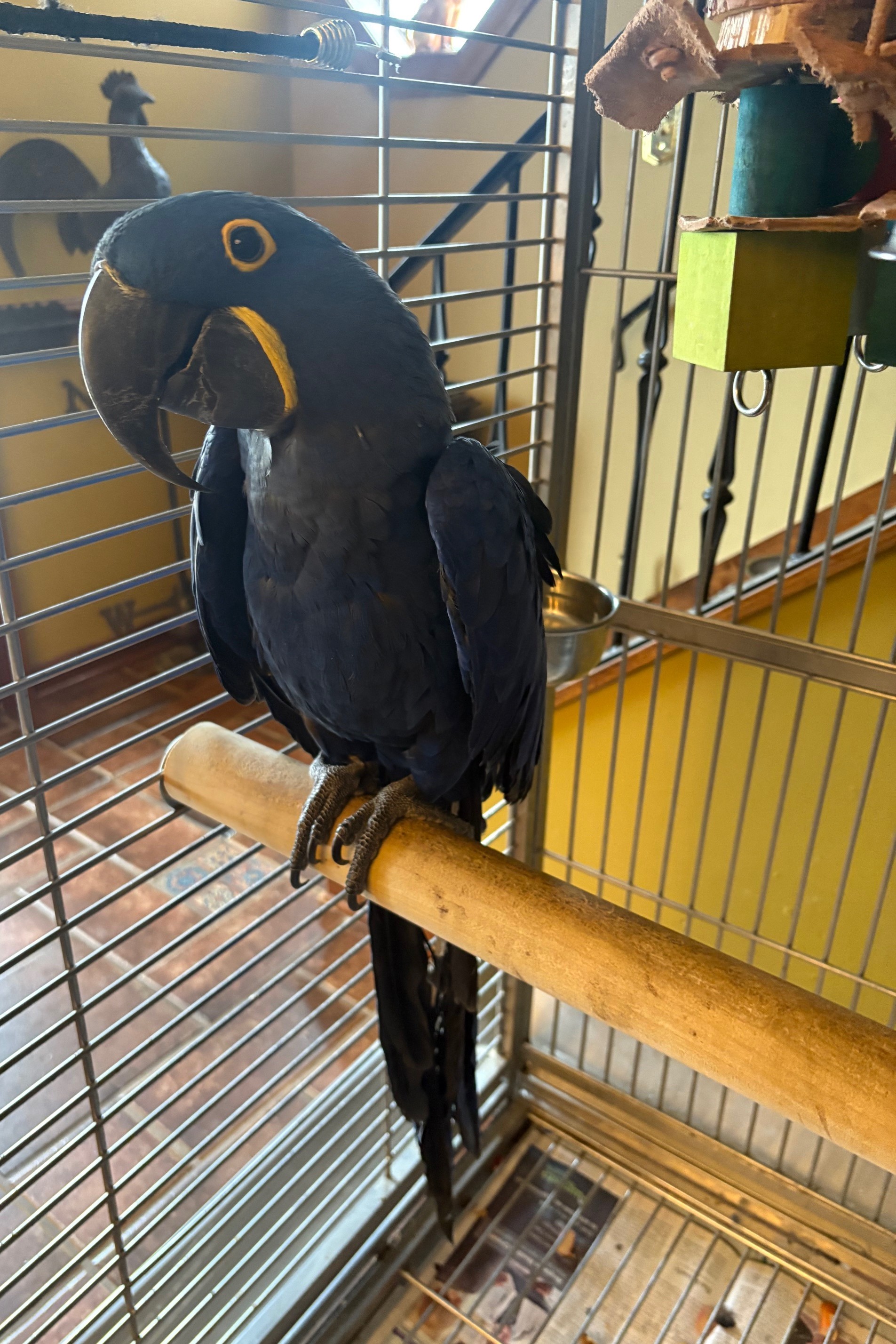 Camelot Macaw for Sale in Virginia | The Avian Exchange
